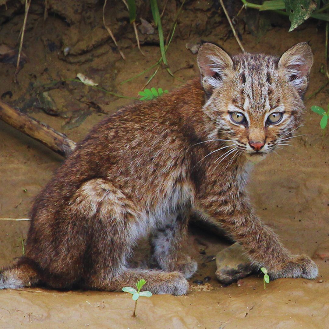 What to Know About Wildcats – Swamper Supply Co